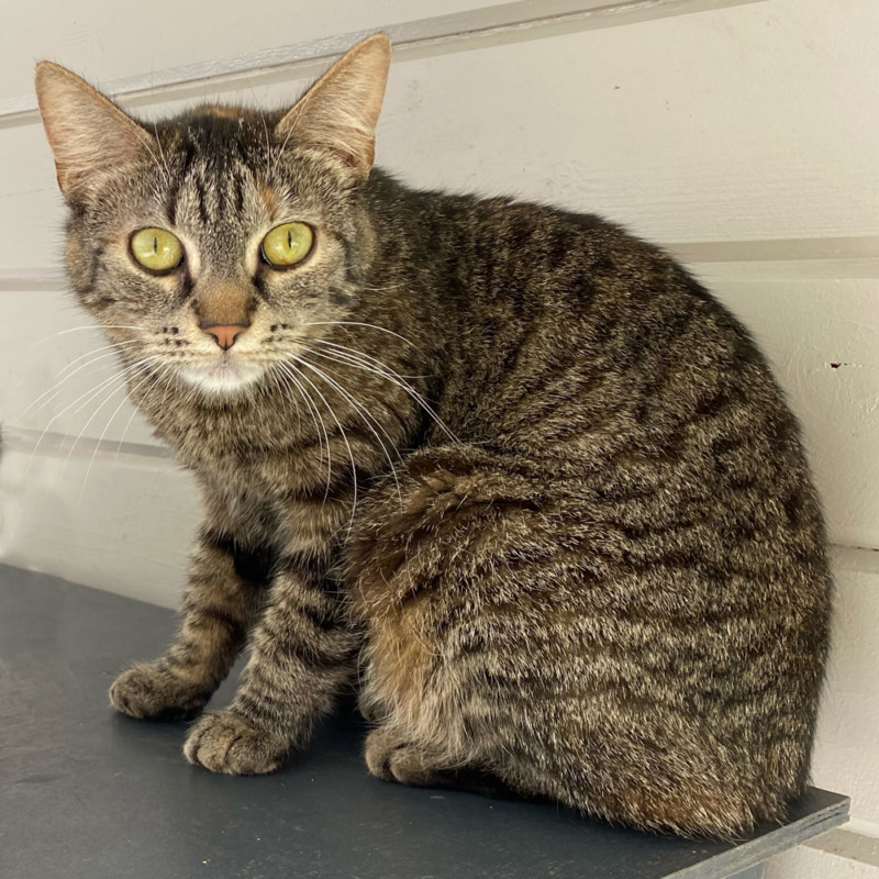 Chafouine - SPA du Pays de St-Malo