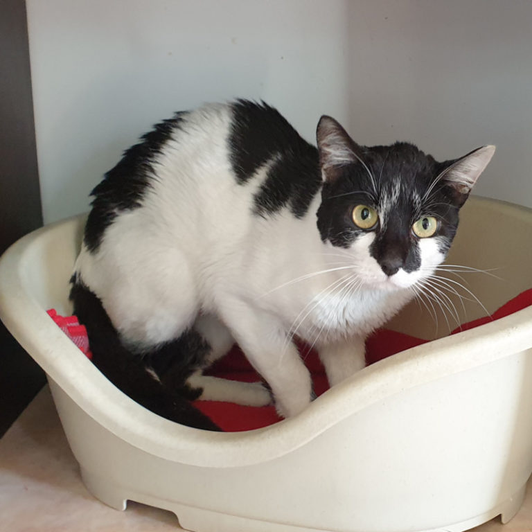 Spa Saint Malo Chat