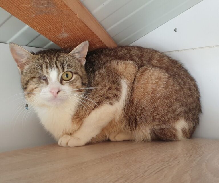 Toupette - SPA du Pays de St-Malo